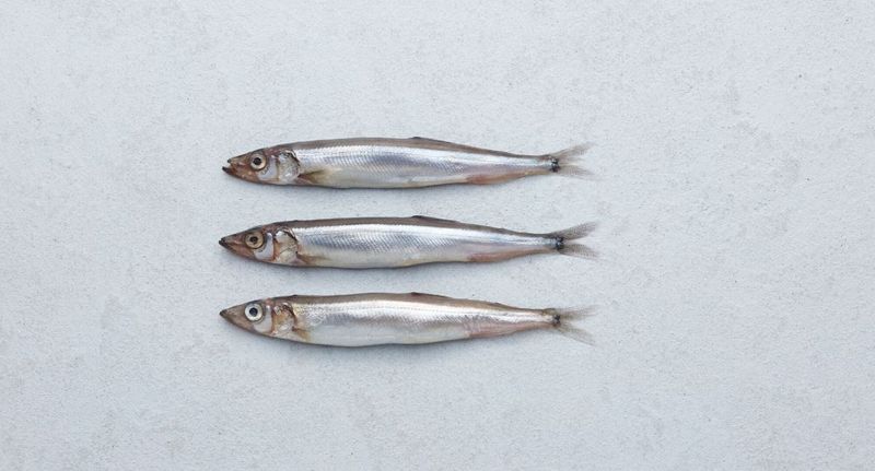 Information for investors - Pelagia