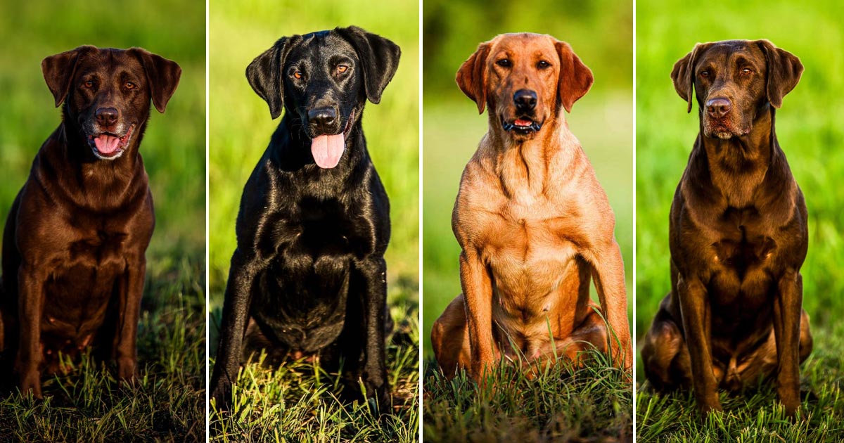 Our Dogs - Diamondback Kennels