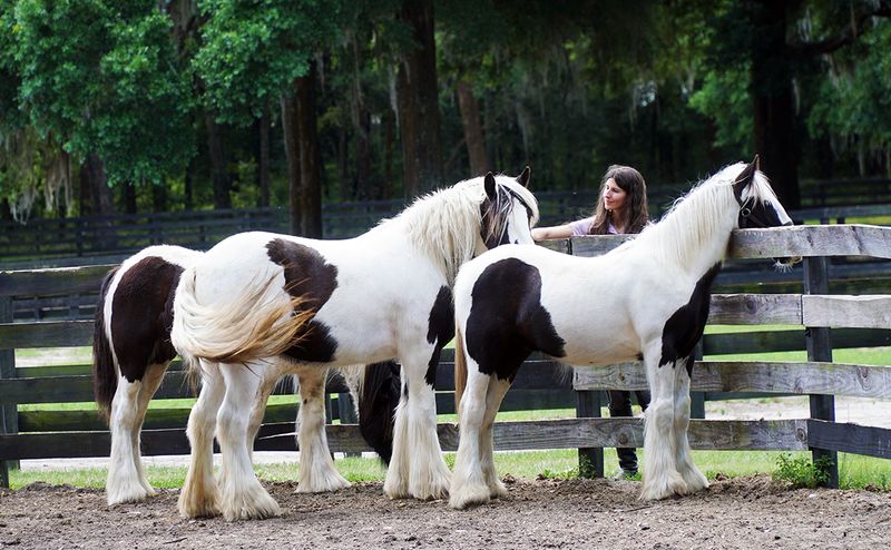 Gypsy Vanner - DiscoverTheHorse