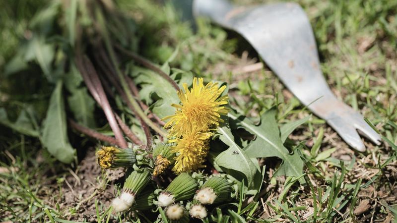 Overgrazing: Ultimate Guide for Graziers [2024]