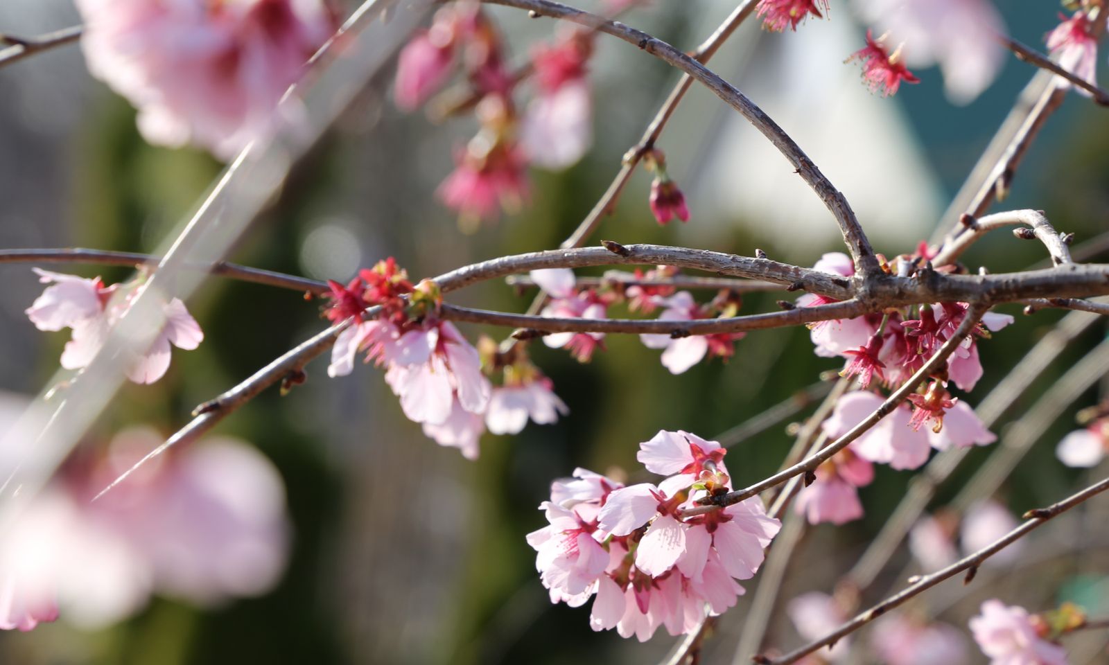 Our Plants - Westwood Gardens