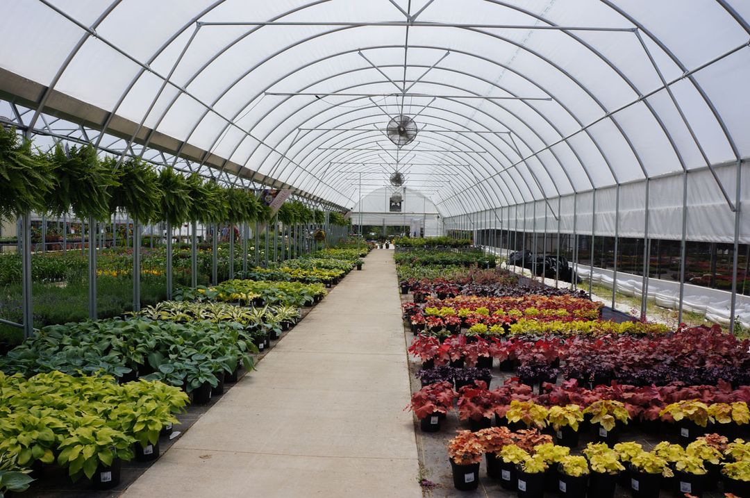 Our Plants - Westwood Gardens