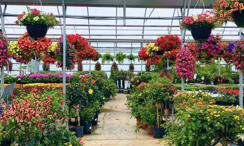 Our Plants - Westwood Gardens