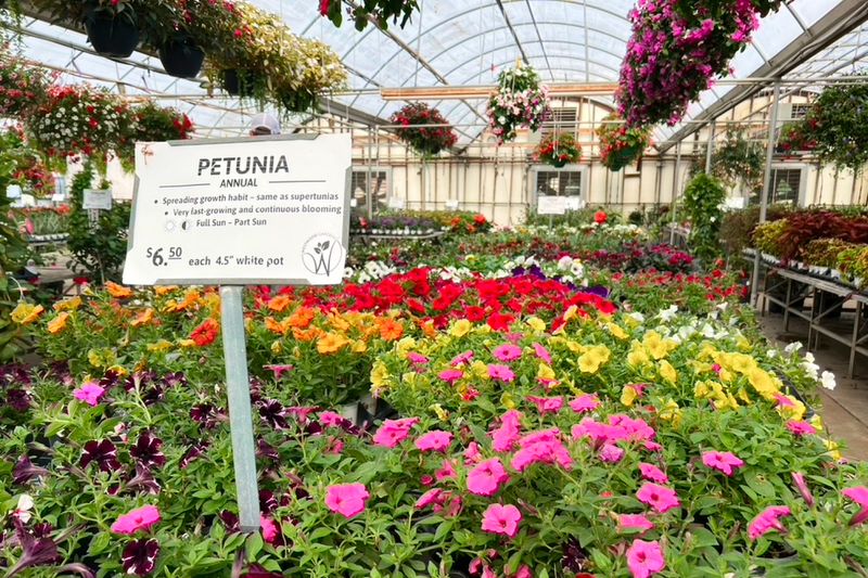 Plant light requirements: What does full sun, part sun, and shade mean ...