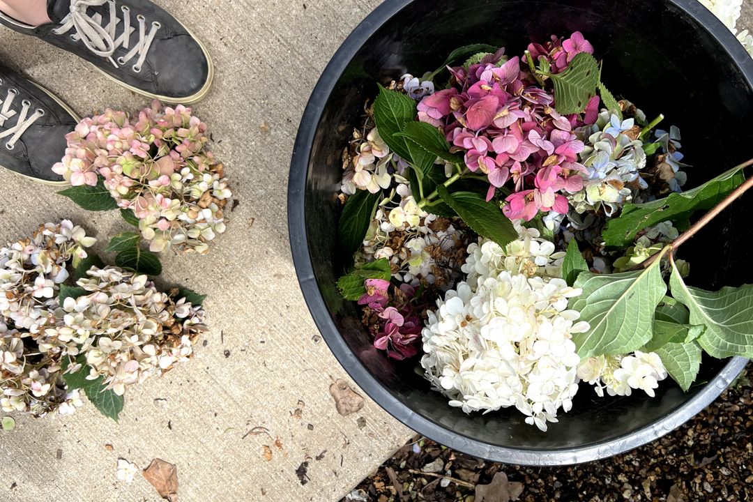 Guide: How (and When) to Prune Your Hydrangeas - Westwood Gardens
