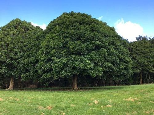Puriri - Vitex Lucens - North Harbour Big Tree Co