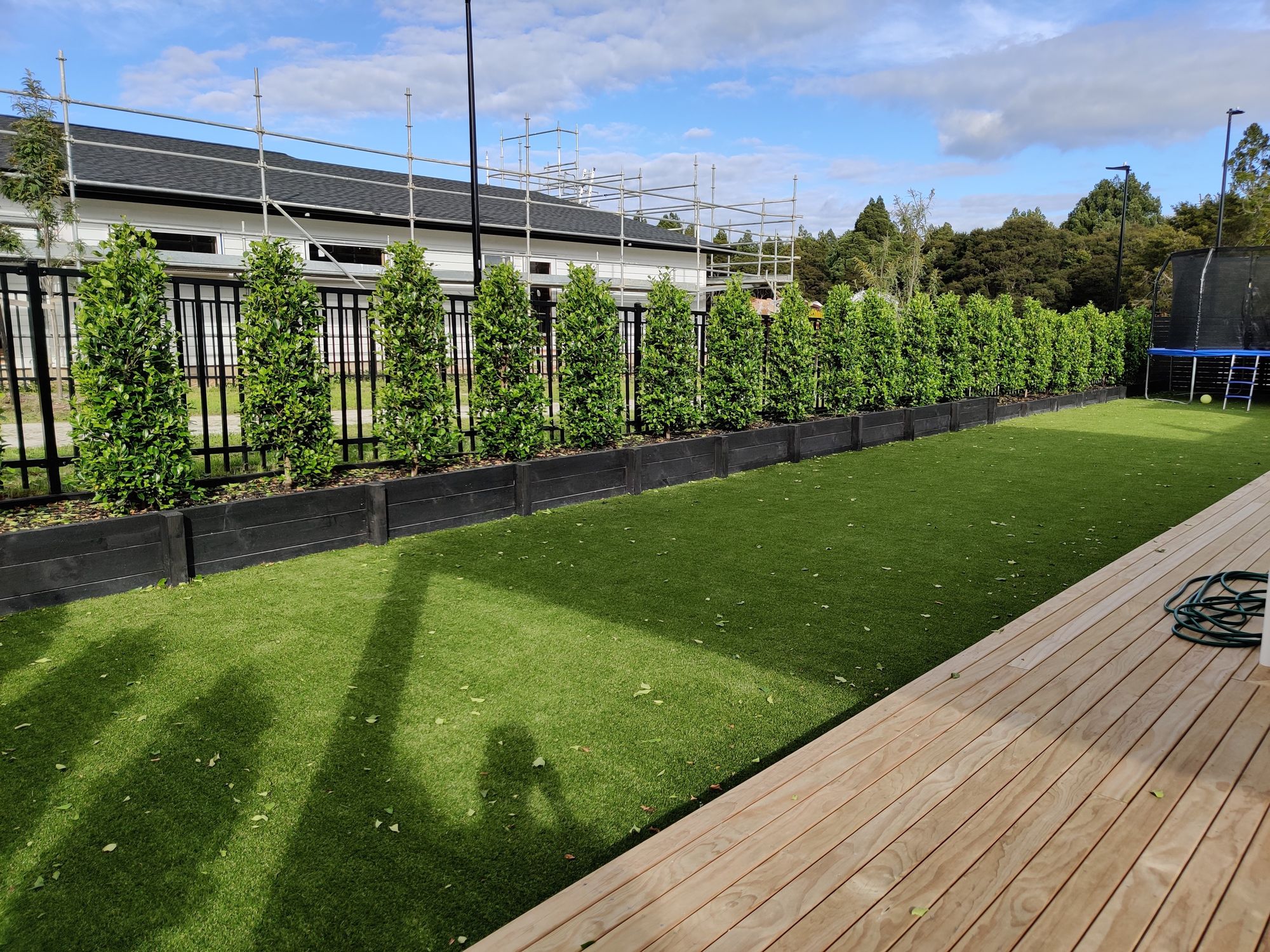 Karo - Pittosporum Crassifolium - North Harbour Big Tree Co