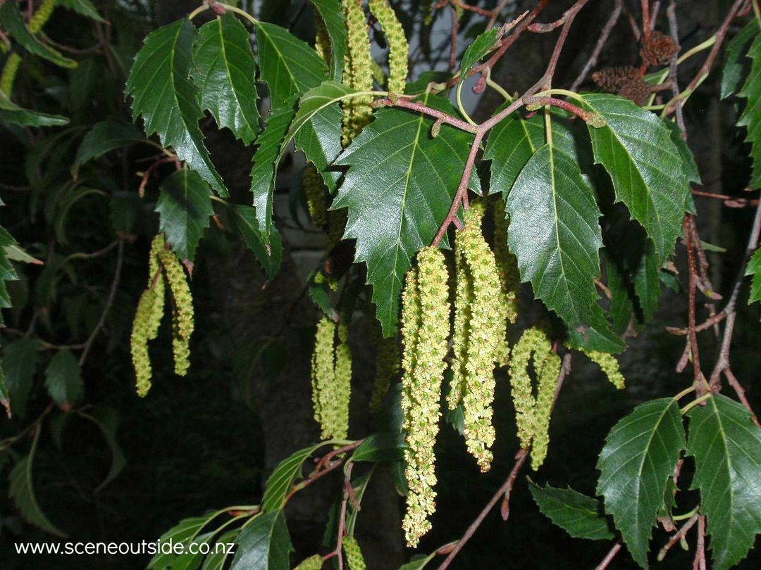 Evergreen Alder - Alnus Jorullensis - North Harbour Big Tree Co
