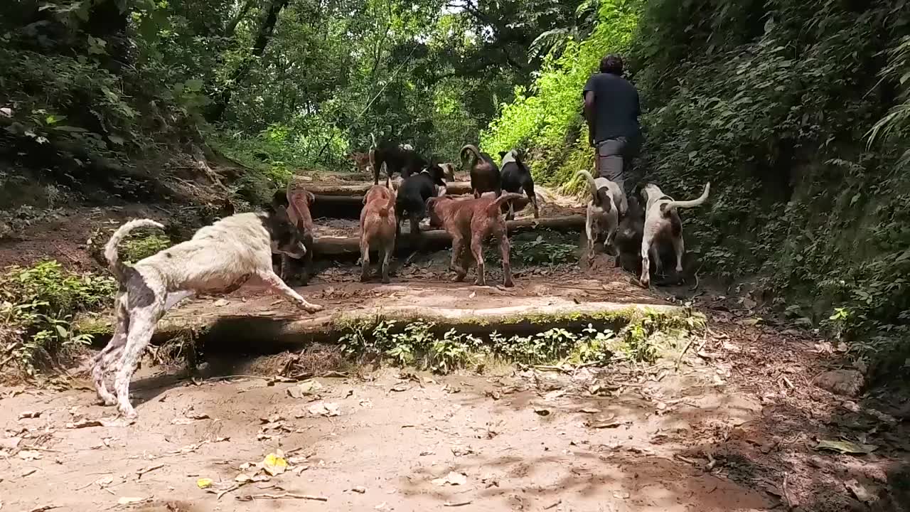 Adopt | Territorio De Zaguates