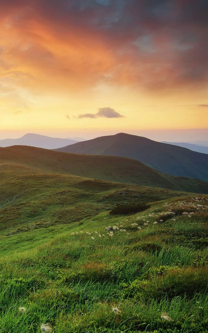 About Alternaleaf | Setting New Standards in Cannabis Care