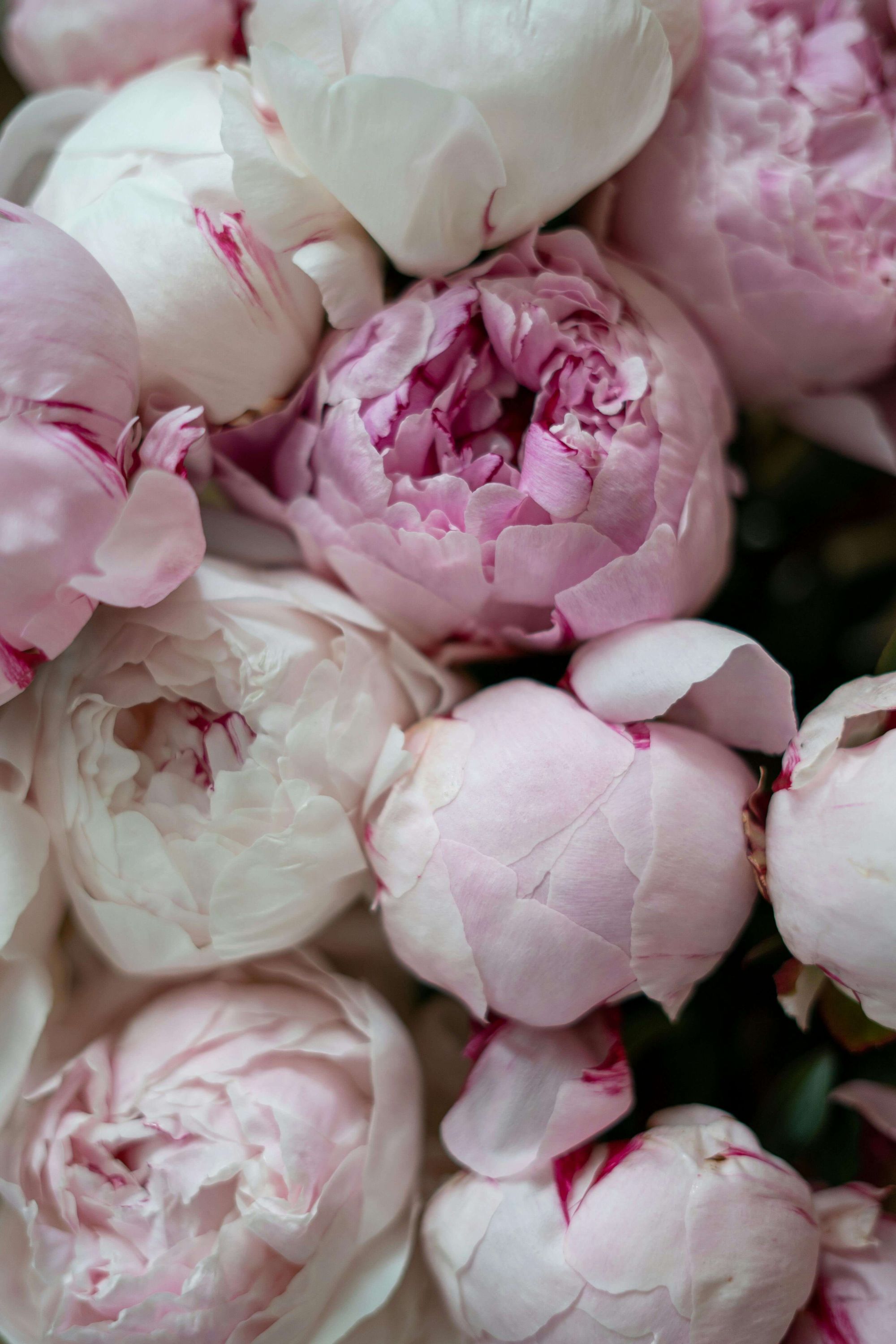 5 Order of Service Funeral Examples + Templates