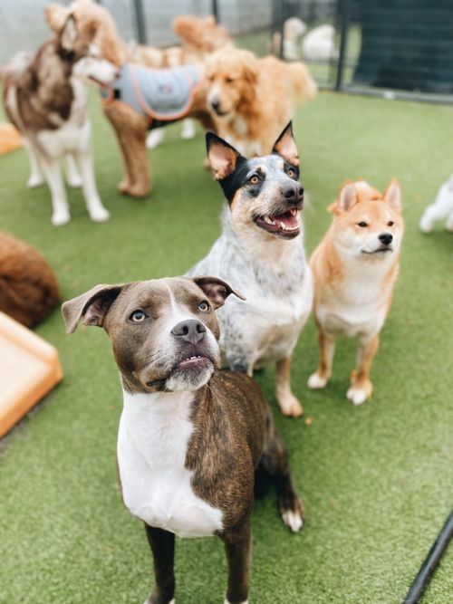 Luckydog Day & Night Care