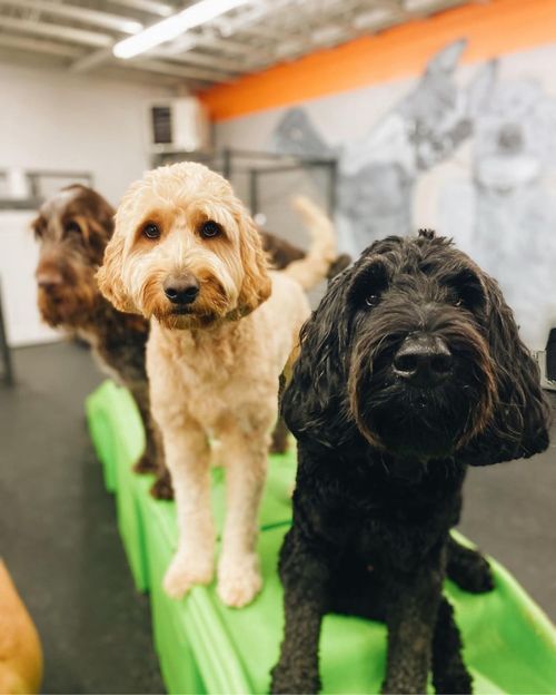 Luckydog Day & Night Care