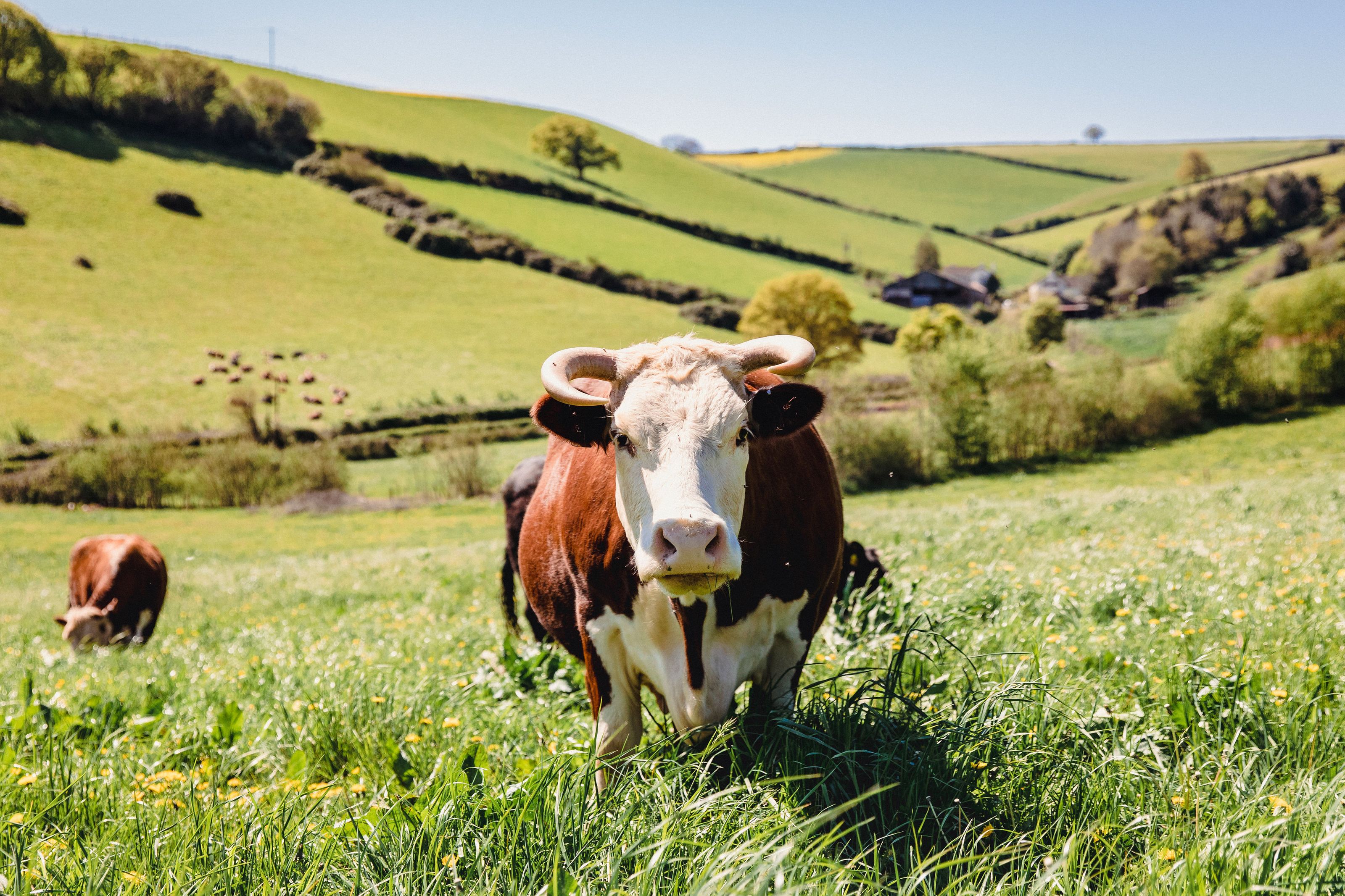 Devon Farm