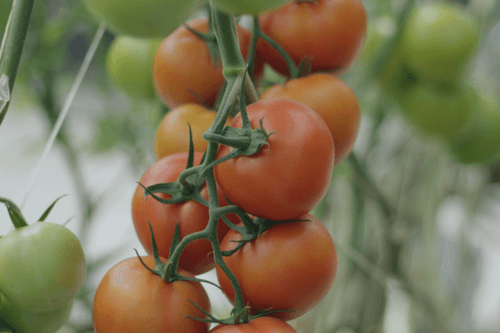 Empowering Sustainability at Scale: How Red Gold Leveraged Latis to ...