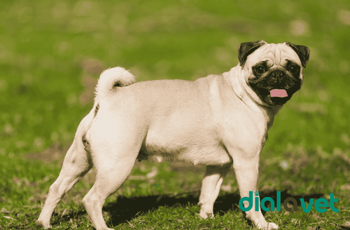 Ask A Vet: Is it safe to give my dog Gravol, and if so, how much should ...