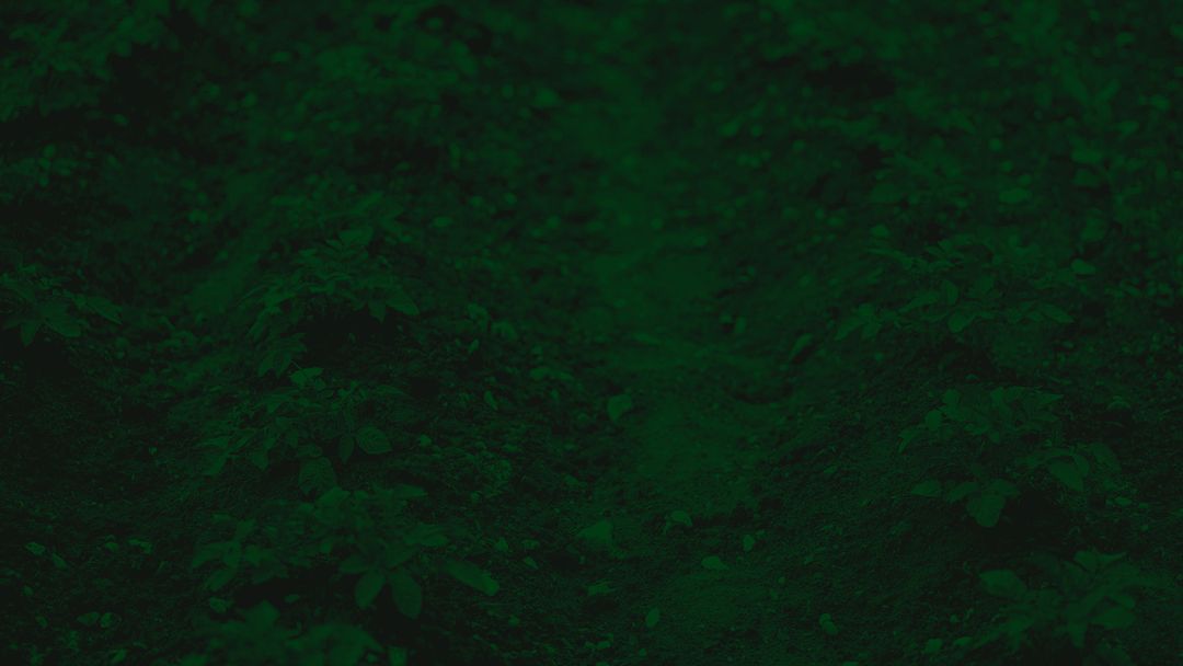 Nos produits | Semences de pommes de terres variées