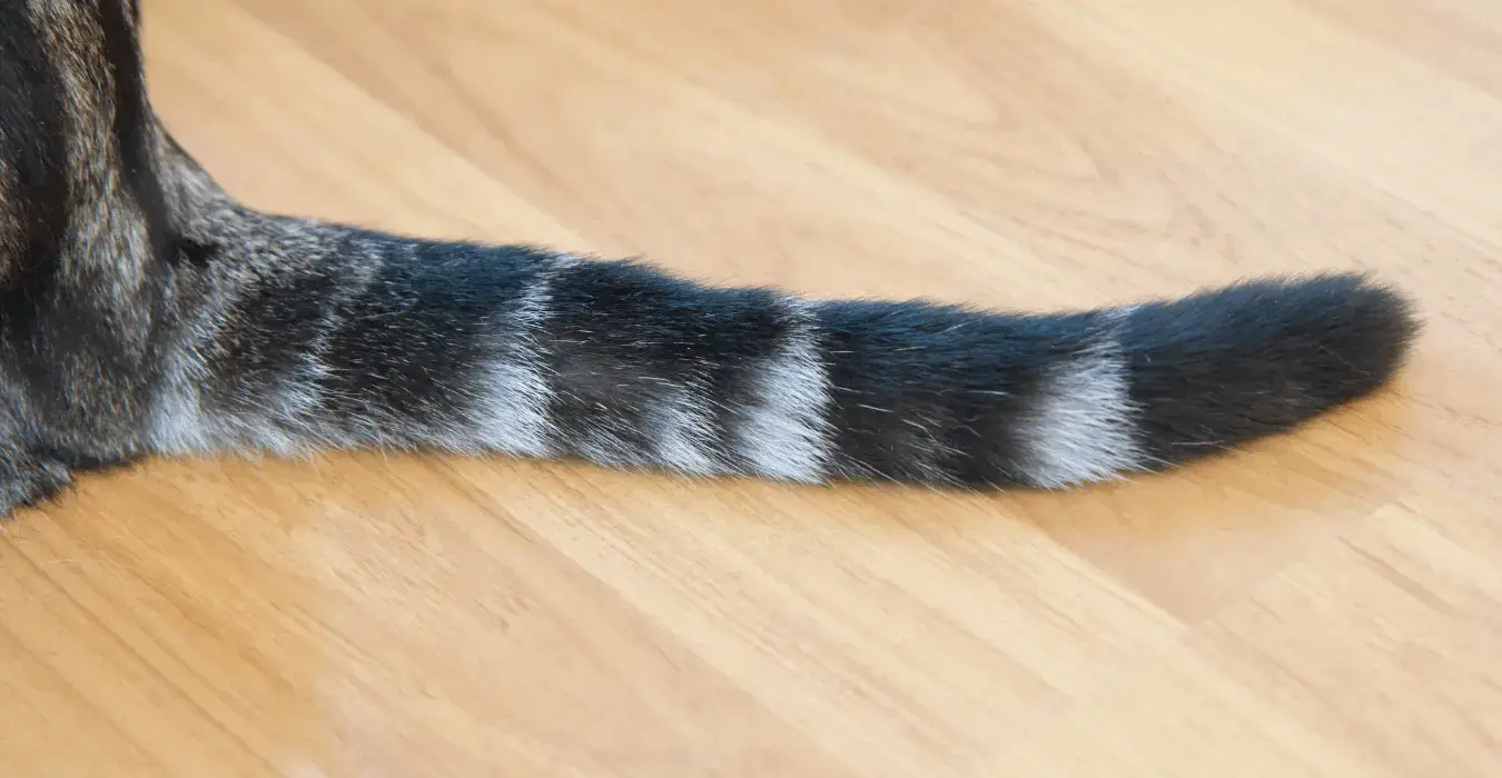 What If Humans Had Tails? Imagining the Anatomy and Its Implications ...