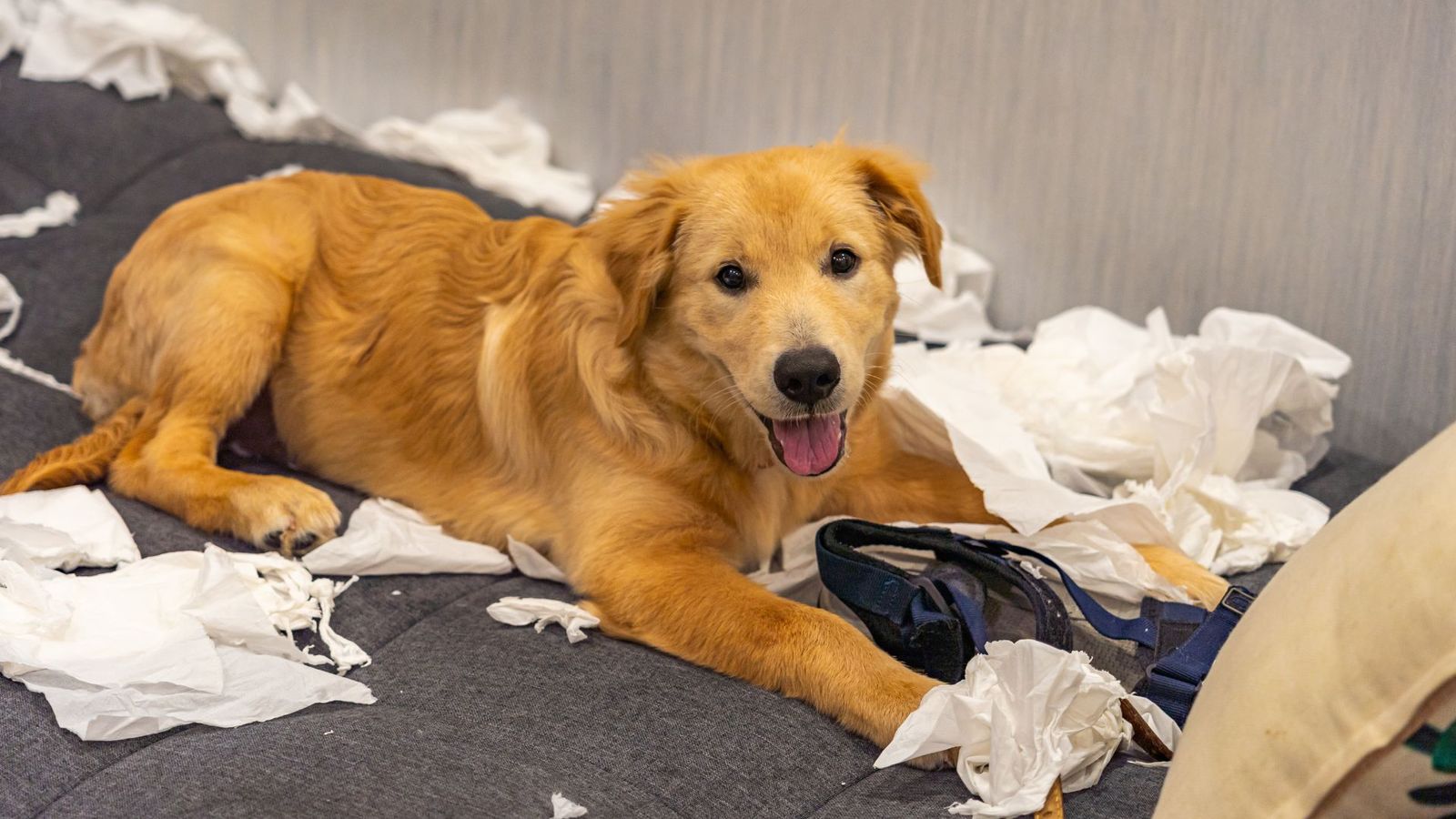 Pets That Cause the Most Property Damage | OurPetPolicy