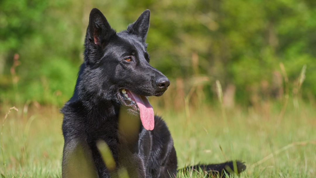 Breed Restrictions in Apartments | OurPetPolicy