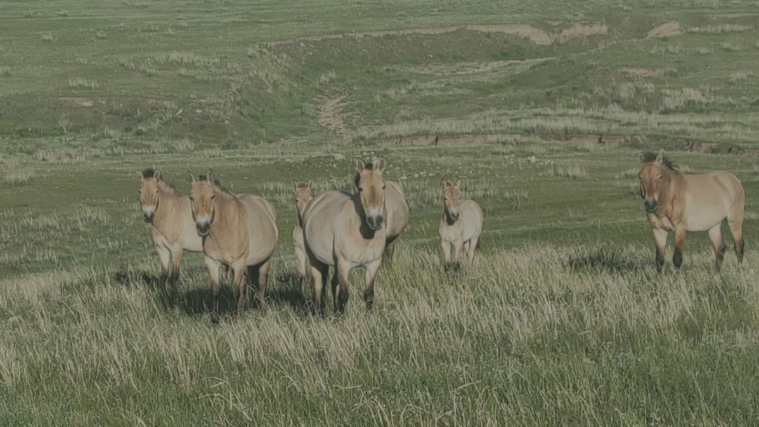 Animal Experience International