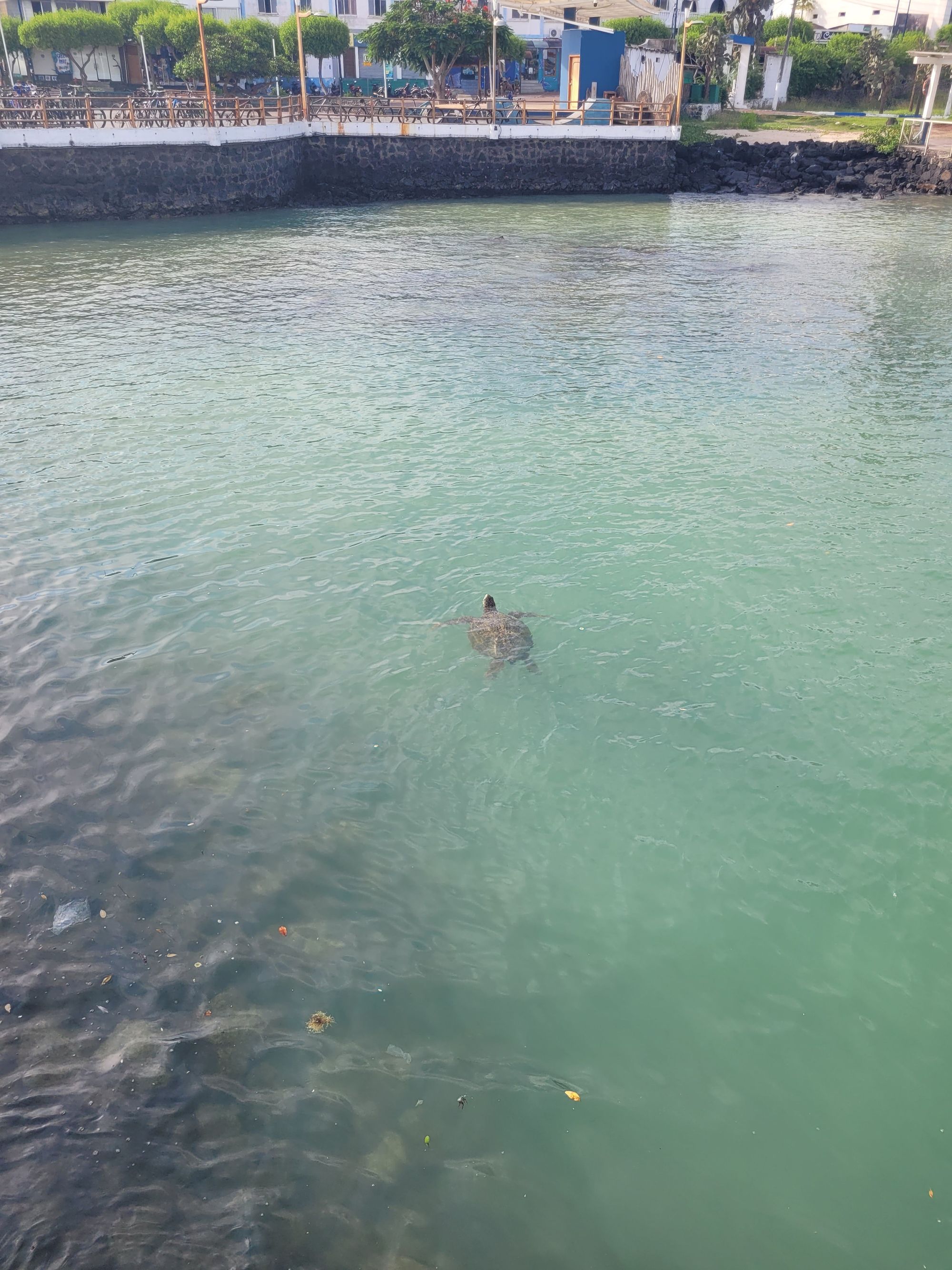 Animal Experience International