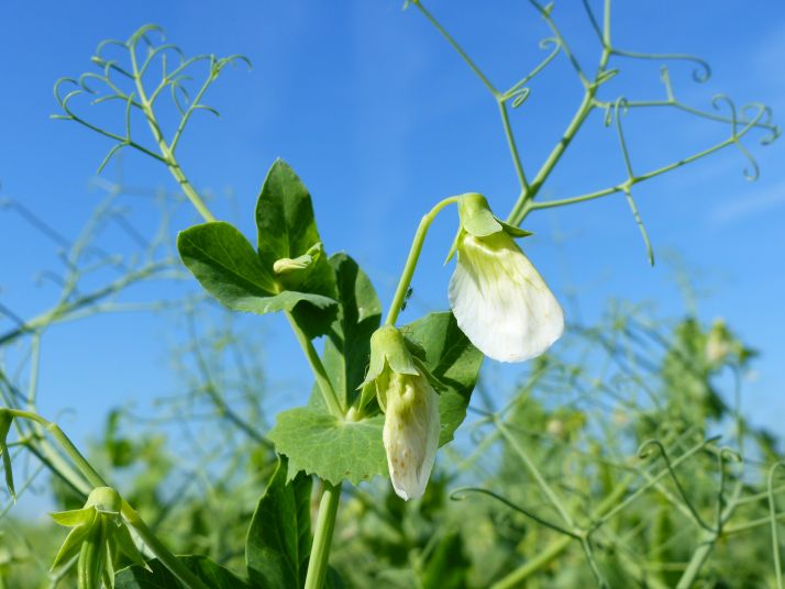 La Vesce velue: une légumineuse annuelle d’hiver très utilisée