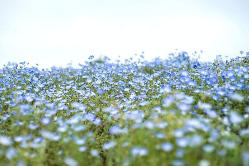 Trèfle violet : Couvert permanent, engrais vert et ami des pollinisateurs