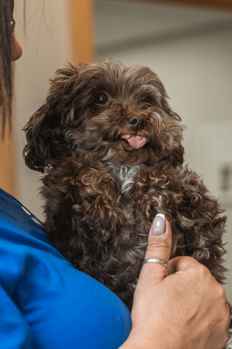 High-Quality Vet Hospital in Philadelphia, PA | Liberty Veterinary Clinic