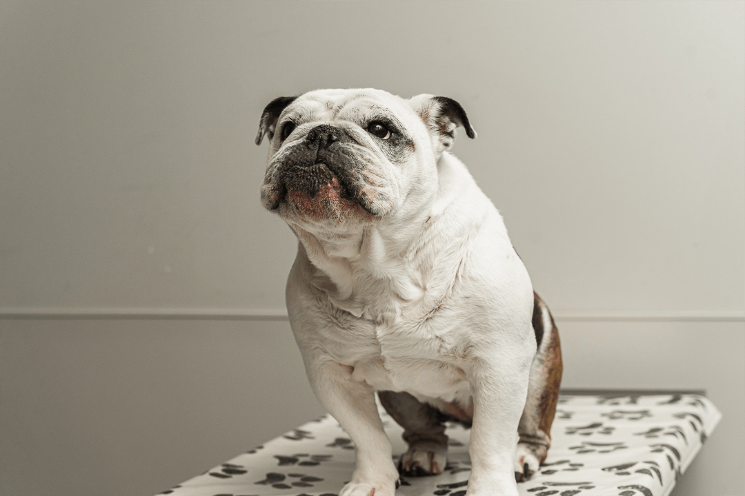 High-Quality Vet Hospital in Philadelphia, PA | Liberty Veterinary Clinic