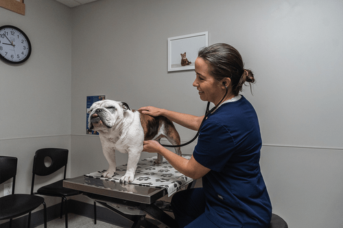 High-Quality Vet Hospital in Philadelphia, PA | Liberty Veterinary Clinic