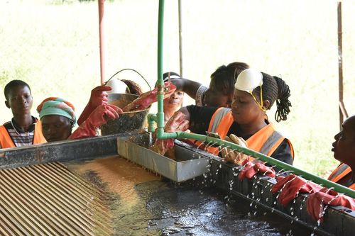 Home [www.artisanalgold.org]