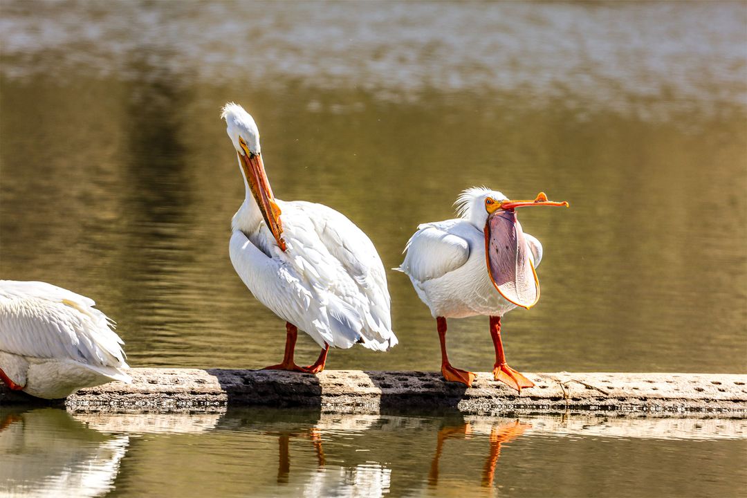 Five Things to Love About Upper Klamath Lake