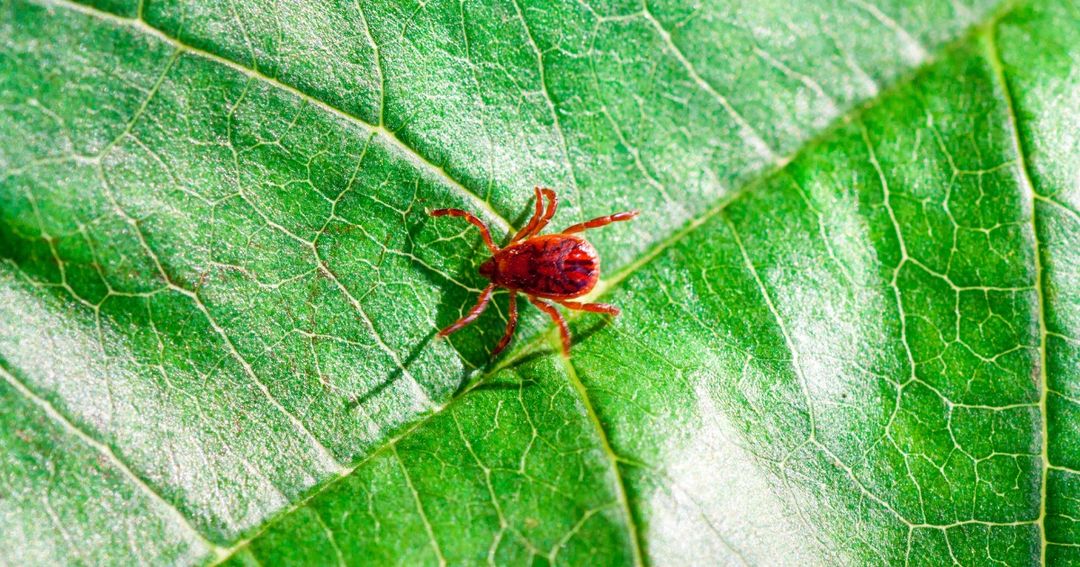 Chigger Bite Allergy: Causes, Symptoms, Treatment, and Prevention ...