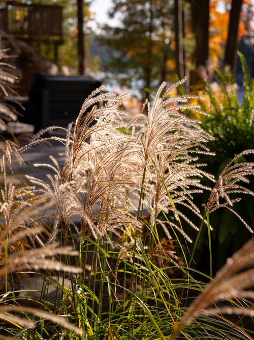 What is Sod? | Landscaping Term Glossary