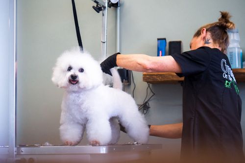 Premier Dog Grooming in Brookman's Park Village, Hatfield, Potters Bar