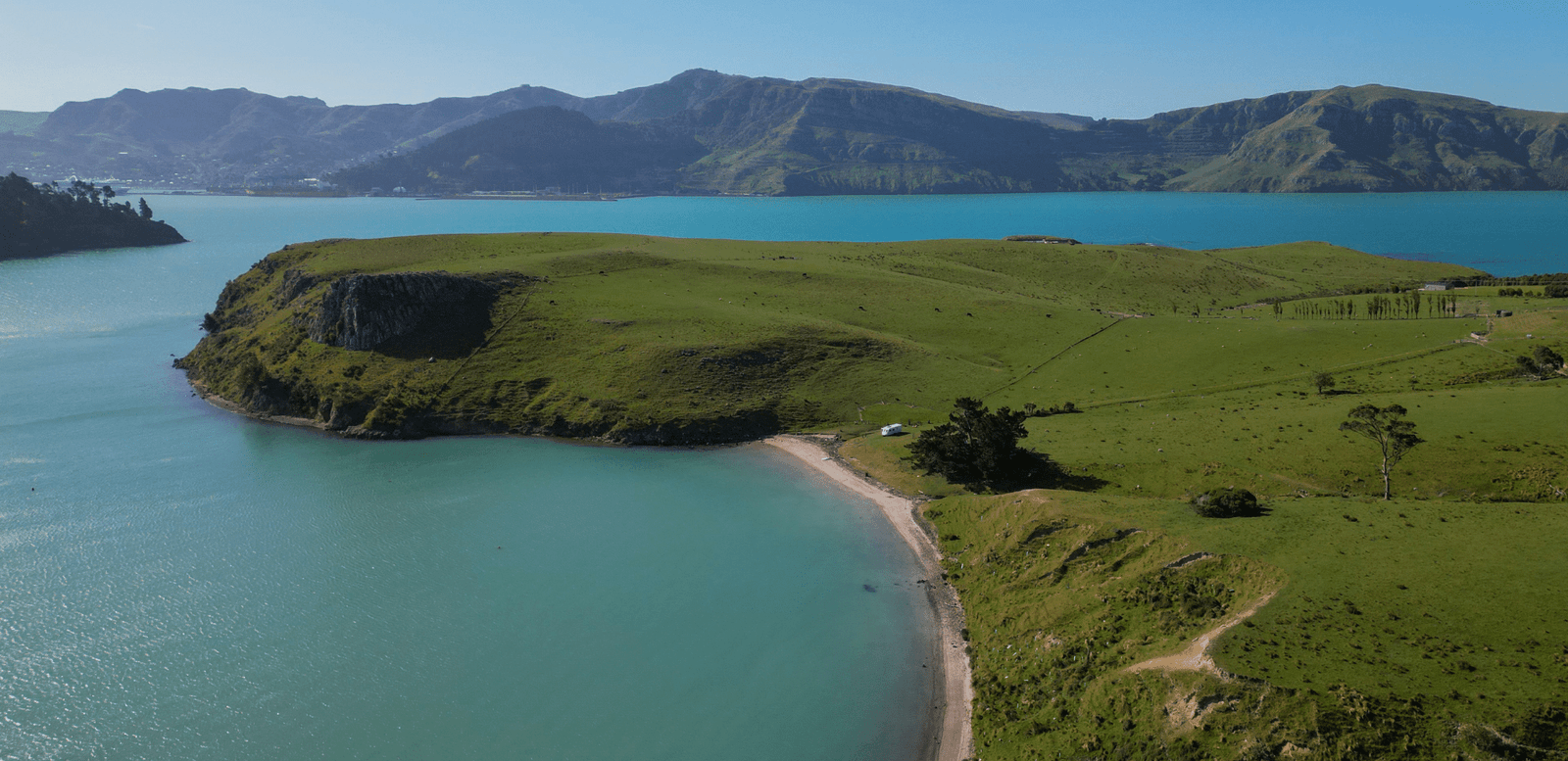 Pūriri / Vitex lucens - MyNativeForest