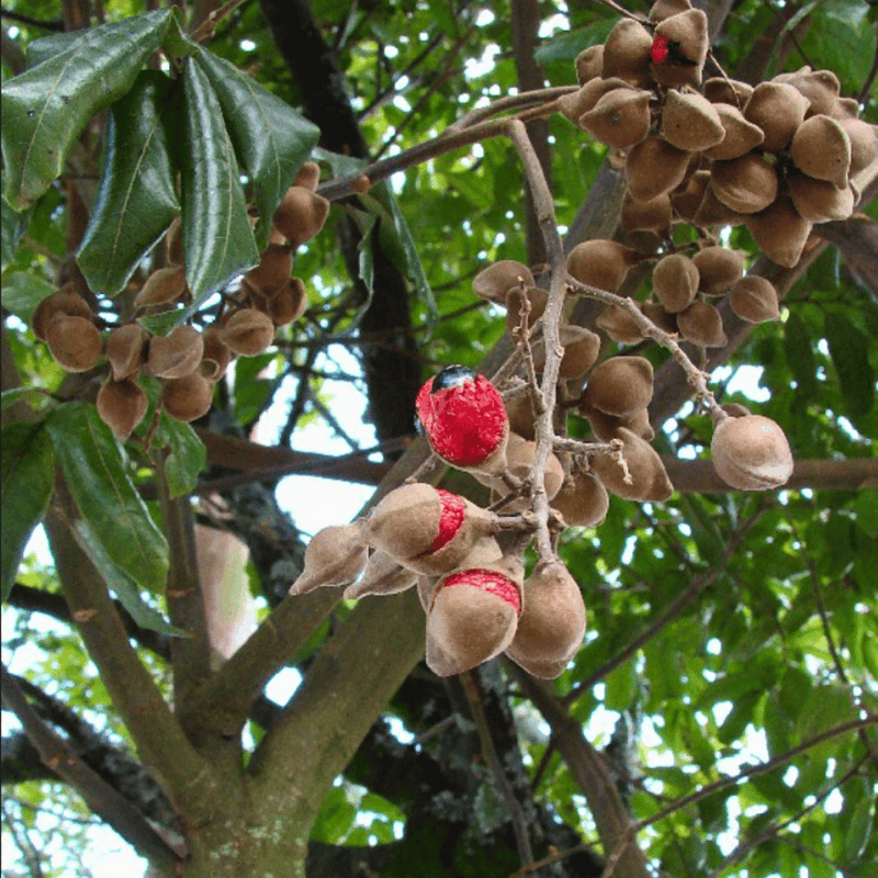 Tawa / Beilschmiedia tawa - MyNativeForest