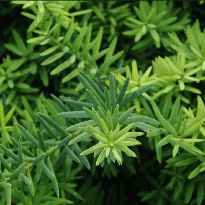 Mahoe / Melicytus ramiflorus - MyNativeForest