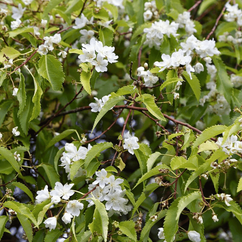 Houhere / Hoheria populnea - MyNativeForest