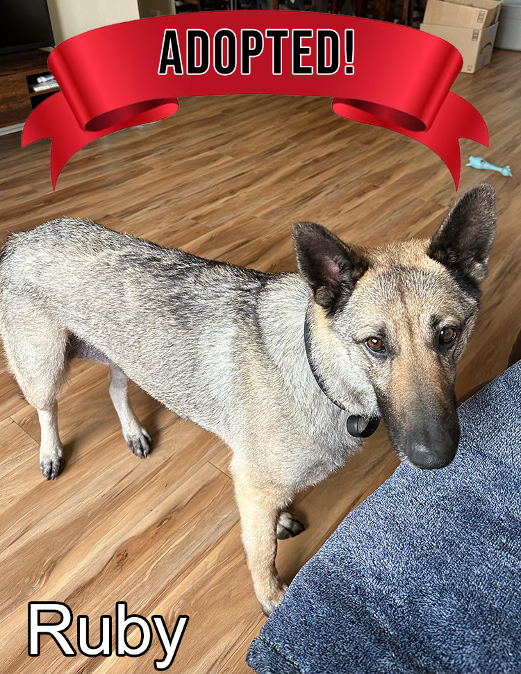 Dogs Available for Adoption