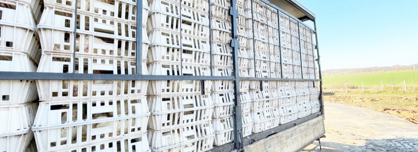 Crate Handling System - BAADER Poultry