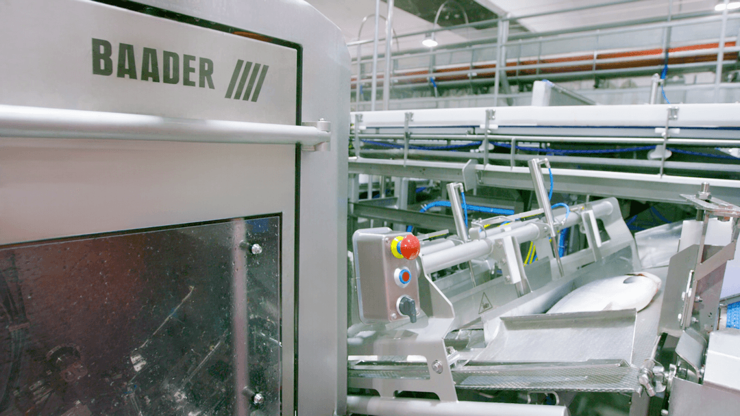 BAADER 144 - BAADER Fish