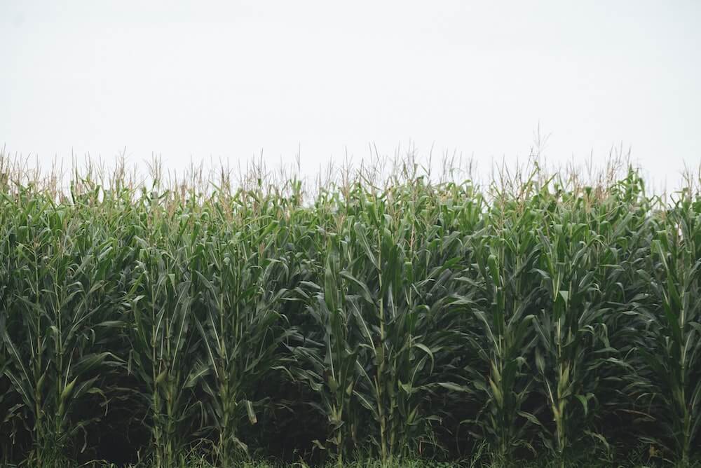 The Social Impact Of Corn Production | The Momentum