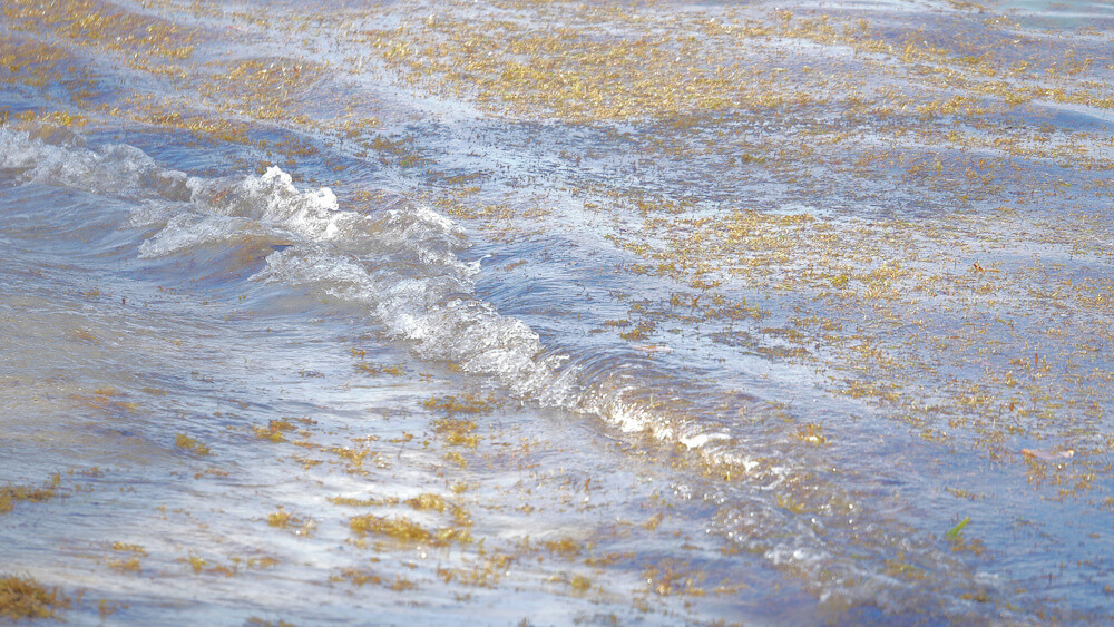 Welcome To The Sargassum Sea | The Momentum
