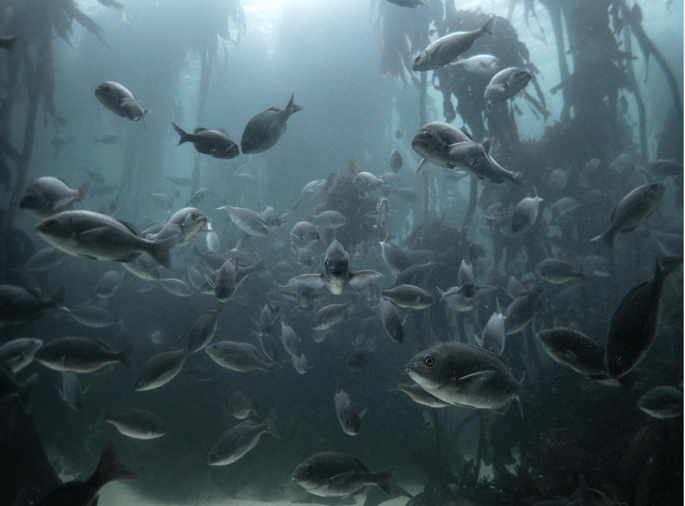 The Passion of Faine Pearl Loubser | The Momentum