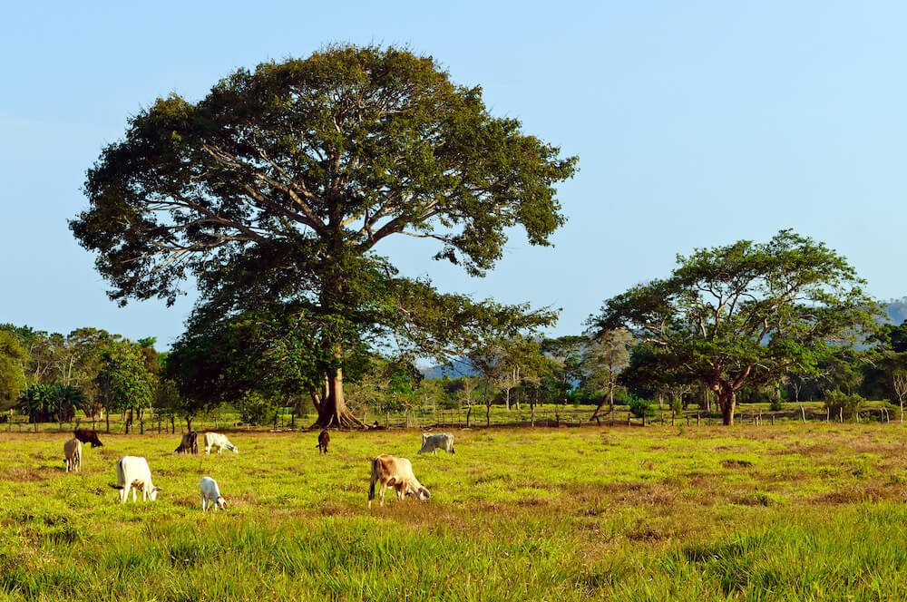 Blame the Management: How Cattle Affect Biodiversity On The Farm And ...