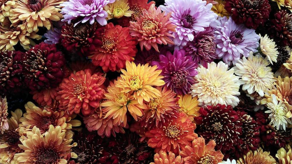 Amber Tamm, The Urban Agriculturist | The Momentum