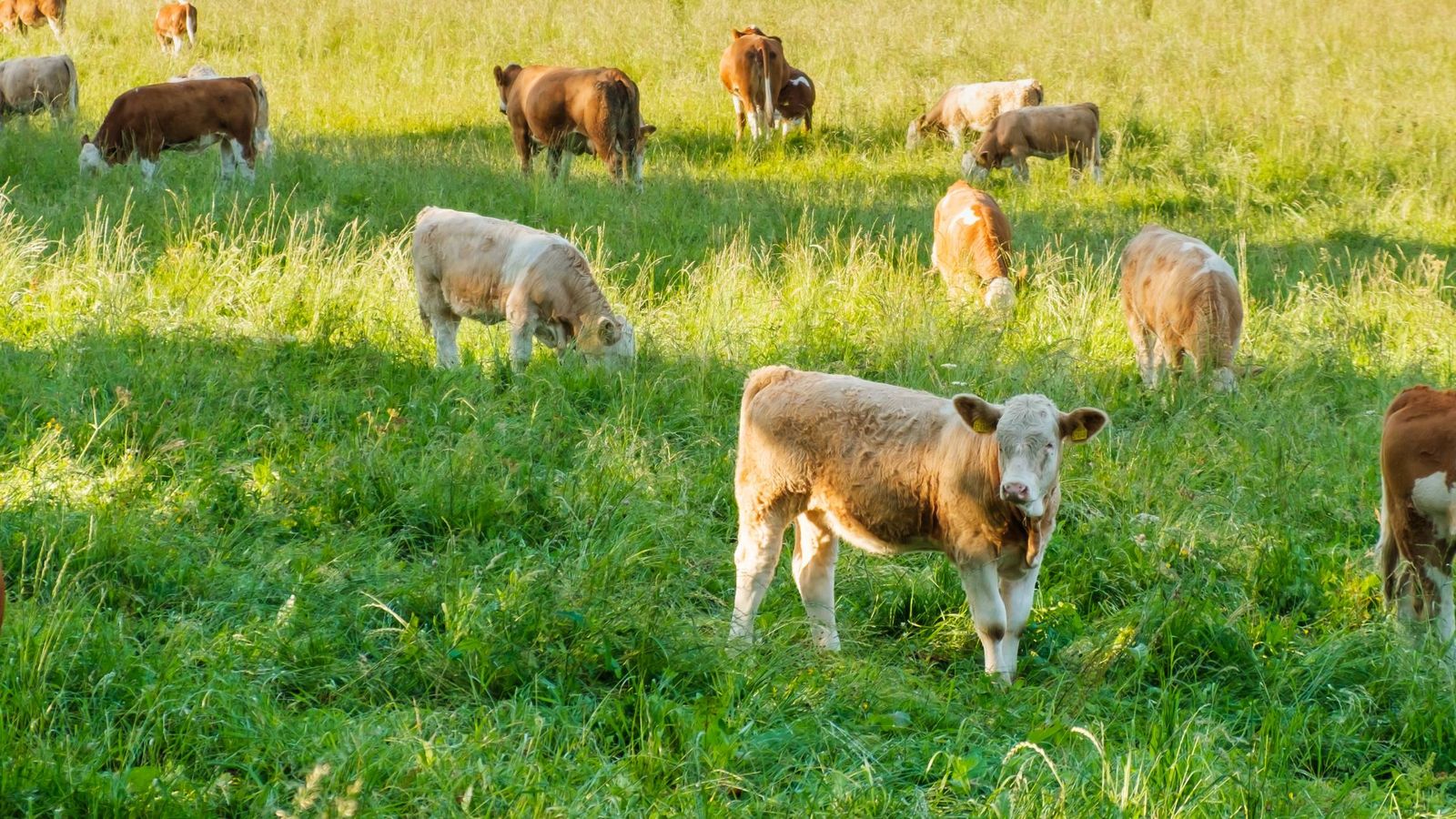 8 Best Farm Website Design Examples & Ideas