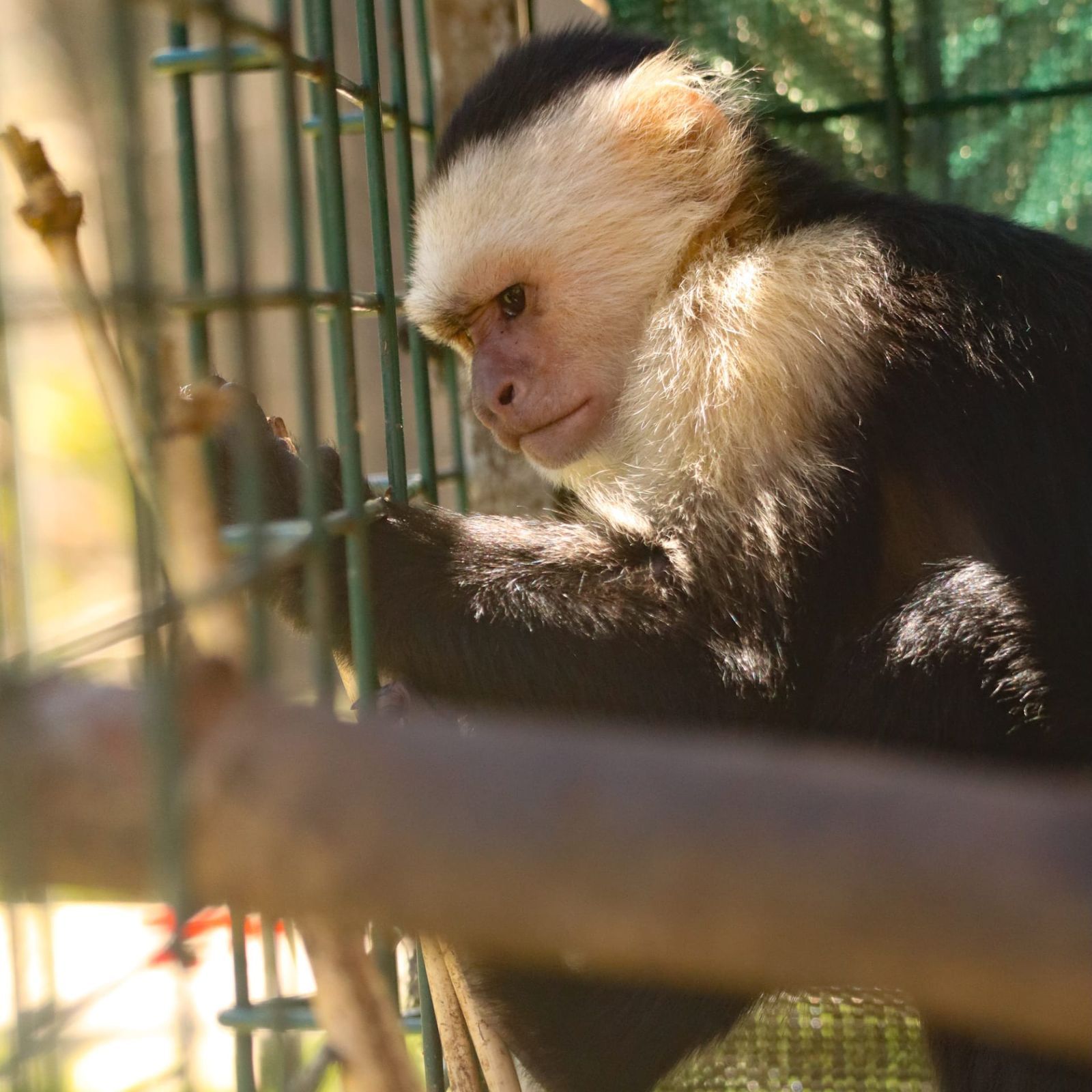 Home | Rescue Center Costa Rica